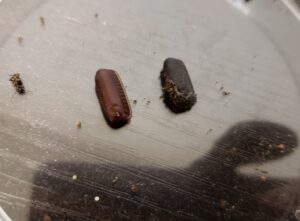 ゴキブリの卵の見た目｜赤ちゃんは何匹産まれる？【期間や駆除方法】