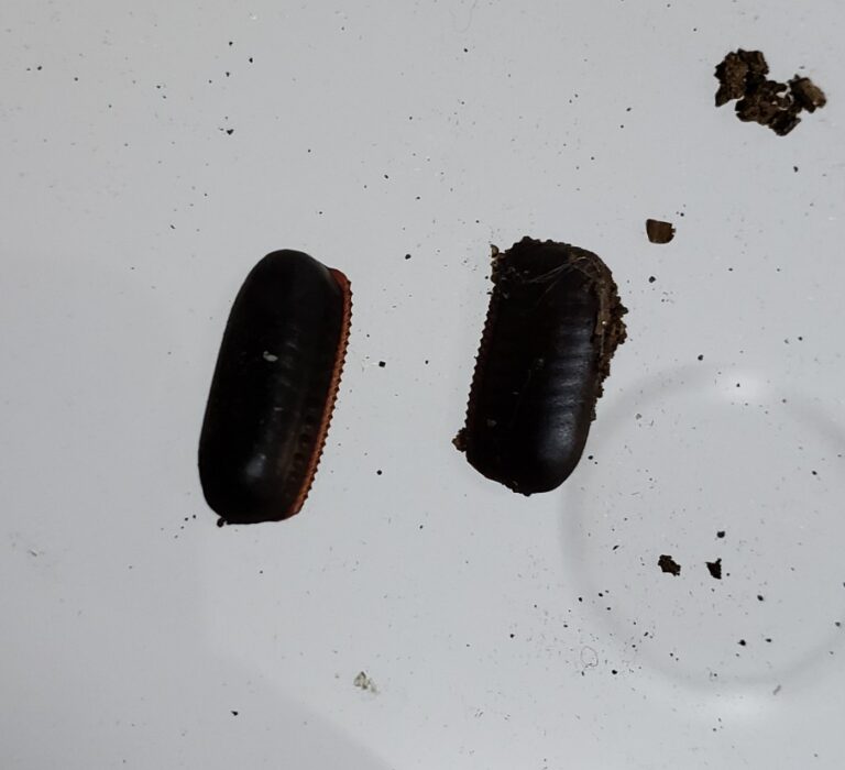 ゴキブリの卵の見た目｜赤ちゃんは何匹産まれる？【期間や駆除方法】