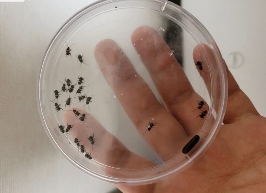 ゴキブリの卵の見た目｜赤ちゃんは何匹産まれる？【期間や駆除方法】